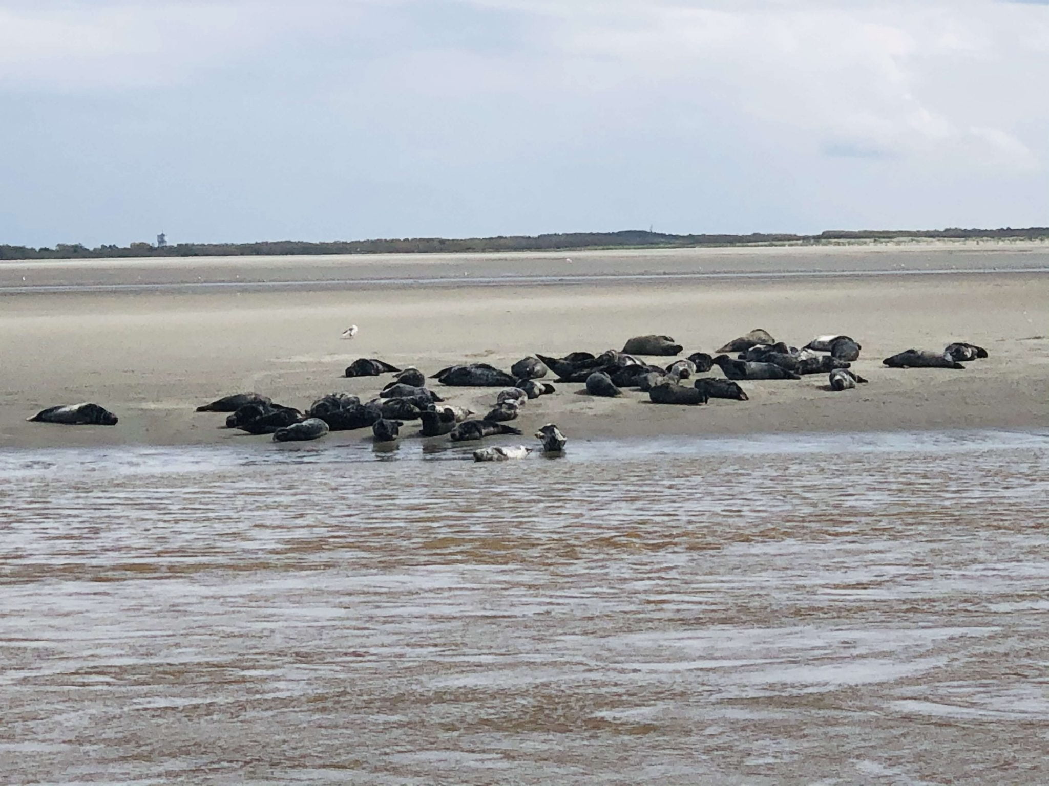 Que faire à Berck-sur-mer sur mer en 9 idées - VOYAGISSIMO